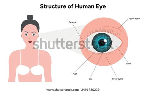 Structure Human Eye Medical Infographic Stock Vector Royalty Free 2491730239 Shutterstock