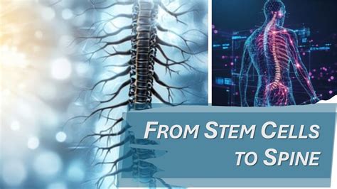 Crick Institute Engineers Embryonic Backbone Model