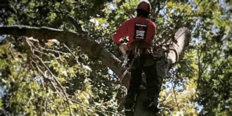 What Is Tree Surgery And When Is It Necessary Tree Tips