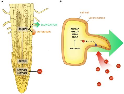 Proposed Model Of How Nitrate Modulates Root Hair Development In Download Scientific Diagram