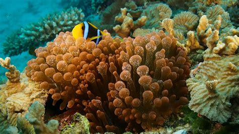 암초 산호 바다 Free Video On Pixabay