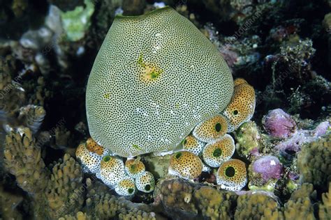 Tunicates Stock Image Z585 0033 Science Photo Library