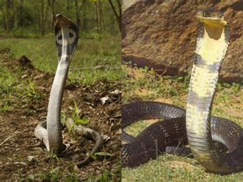 Cobra Vs King Cobra Difference କେଉଁ ଜୀବକୁ ଶୀକାର କରି ଖାଇଥାଏ ଅହିରାଜ କଣ ଜାଣିଛନ୍ତି ଆପଣ