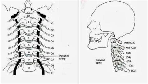 Segmento Cervical