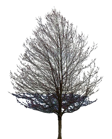 Tree Oak Tattoo Populus Nigra Branch Tree Png Download Free Transparent Tree Png