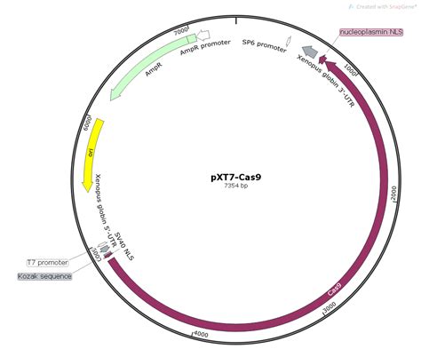 Pxt7 Cas9爪蟾基因编辑cas9表达 其他宿主载体 质粒载体 U平台商城 普拉特泽生物 Powered By Ecshop