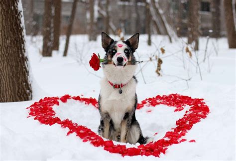 Создать мем хаски с цветами в зубах хаски собака зимой Картинки Meme