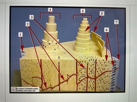 Anatomy And Physiology Lab Quiz Bones Flashcards Quizlet