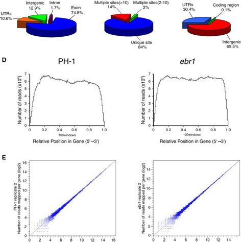 Statistical And Quality Control Analysis Of Rna Seq Data A Read