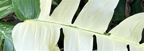 Epipremnum Montreal Plant Store Aya Tropical Plants