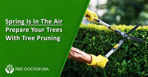 Pruning Trees In Spring Key Facts To Consider