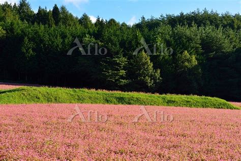 長野県 赤蕎麦の里 22807850 の写真素材 アフロ