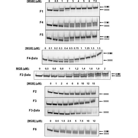 Probes Obtained By Fluorescent Labeling Of Minor Groove Binding Download Scientific Diagram