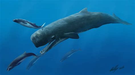 Leviathan Livyatan Facts And Pictures