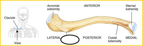 Appendicular Skeleton Bone Markings Flashcards Quizlet
