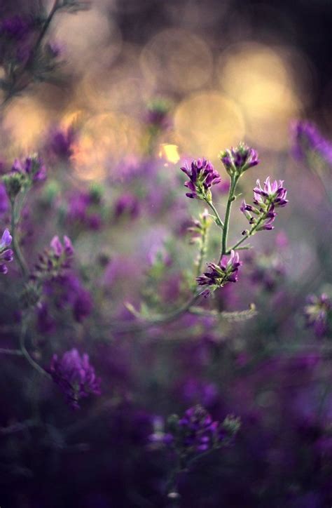 ปักพินโดย Sluggish Shame ใน งดงาม ดอกไม้