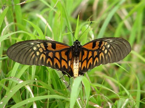 Самые большие бабочки в мире