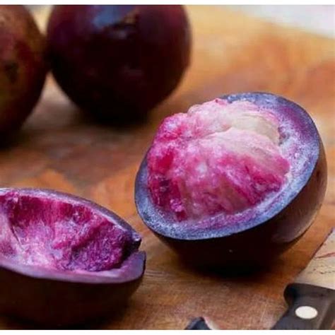 Jual Sawo Kenitu Ungu Pohon Sawo Durian Kenitu Shopee Indonesia