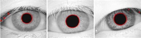 Accurate Pupil Localization Results 51 Download Scientific Diagram