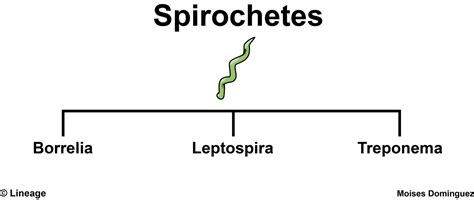 Leptospira Interrogans Microbiology Medbullets Step 1
