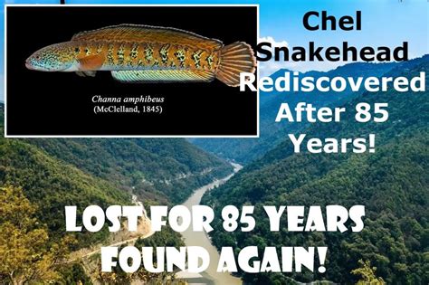Chelsnakehead Wildlifediscovery Biodiversity Nature Abhishek Shah