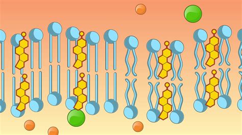 Video Membrane Fluidity