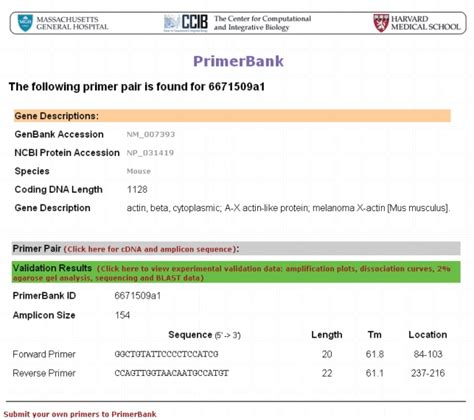 Primerbank Search Results For Beta Actin Primers The Primer Search