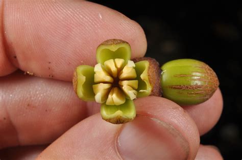 Rhizophora Apiculata Rhizophoraceae