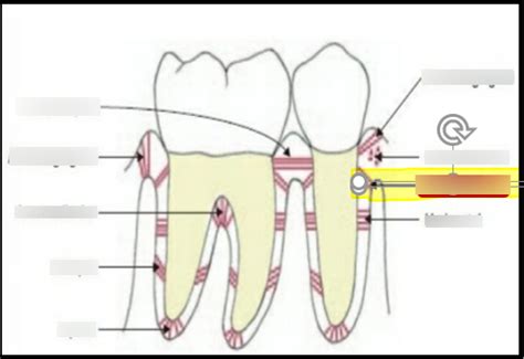 Periodontium Hist Diagram Quizlet