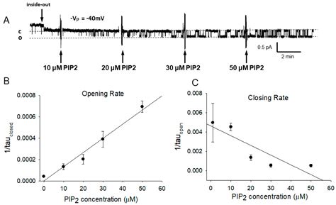 Pip2 Interacts Electrostatically With Marcks Like Protein 1 And Enac In Renal Epithelial Cells