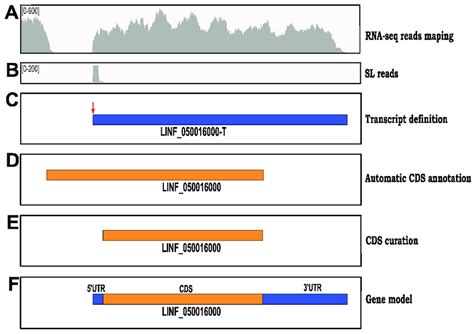 Steps For Creating Gene Models A Transcripts Are Assembled From
