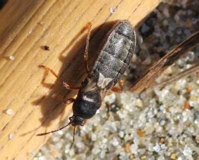 コバネナガカメムシ小翅長亀虫