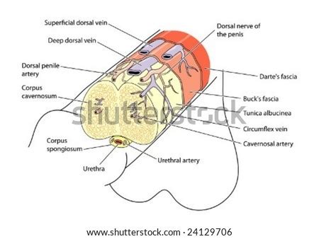 Anatomy Of Penis Labeled Stock Vector Illustration 24129706