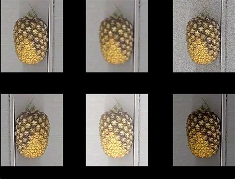 demonstration of augmentations applied using imgaug library download