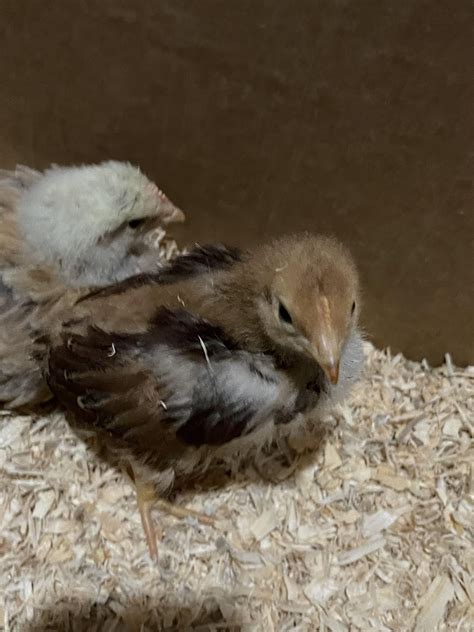Help With Chicken Breed And Sexing Rchickens