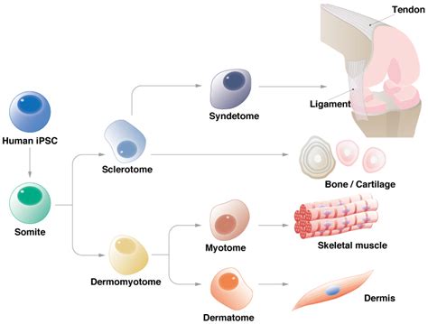 Sclerotome Myotome Dermatome