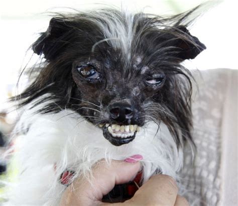 ყველაზე მახინჯი ძაღლები ბევრი ფოტო