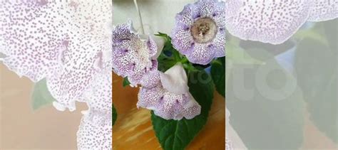 Глоксиния купить в Тюмени | Товары для дома и дачи | Авито