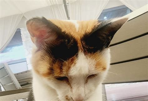 카페에서 만난 고양이 뉴스트림
