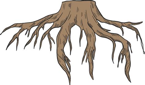 Drawing Clip Art Root Vector Graphics Tree Png X Px Drawing The Best Porn Website