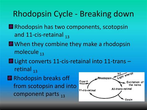 Ppt Rhodopsin Powerpoint Presentation Free Download Id 1871143
