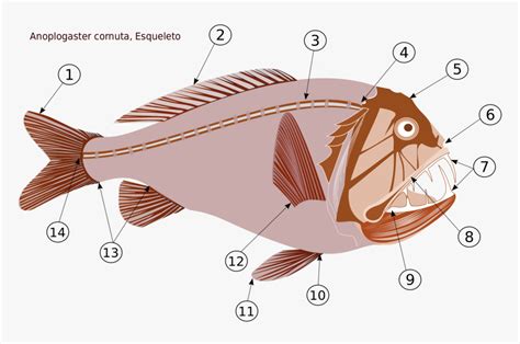 Angler Fish Diagram Angler Fish Diagram