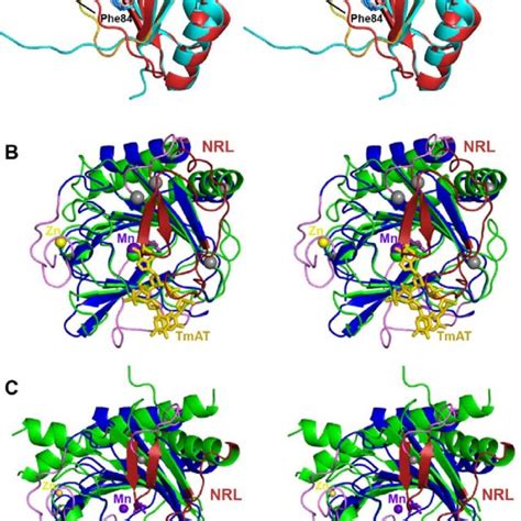 Pdf Crystal Structure And Rna Binding Properties Of The Rna Recognition Motif Rrm And Alkb