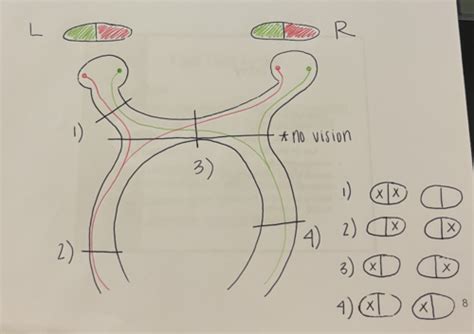 318 Lab Exam 1 Short Answers Flashcards Quizlet