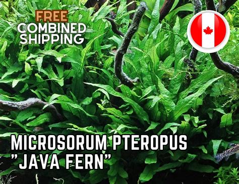 Microsorum Pteropus Java Fern