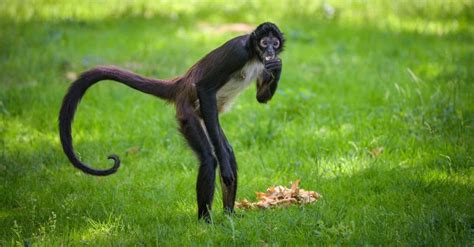 10 Key Facts About Spider Monkeys A Z Animals