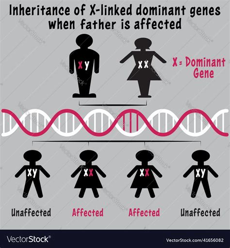 X Linked Inheritance Royalty Free Vector Image