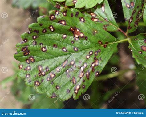 Plant Diseases Strawberry Leaf Spot Stock Image Image Of Infected