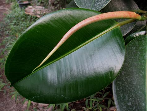 Коллекции растений ЦСБС СО РАН - Ficus elastica Roxb. ex Hornem ...