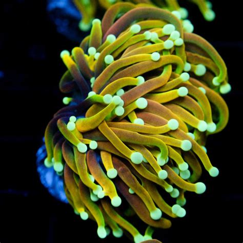 Jc Firebird Torch Jersey Corals